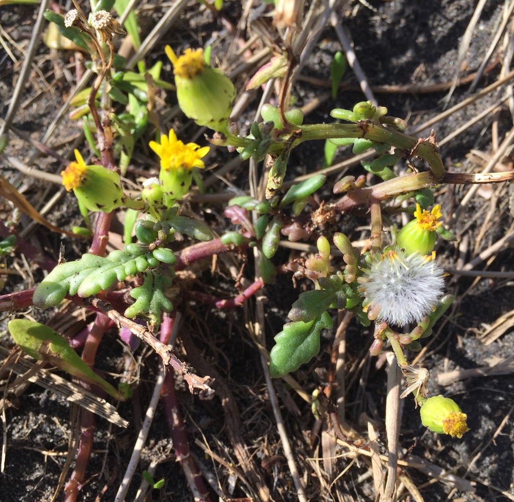 Shore Groundsel from Coastal Walkway, Omata, Taranaki, NZ on November ...