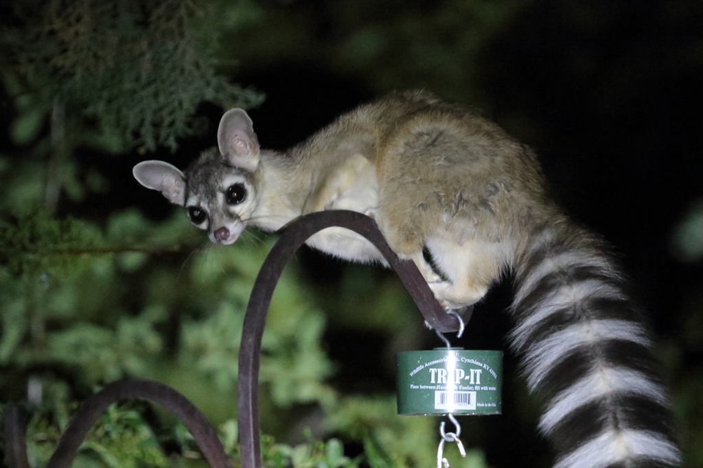 Ringtail from Santa Cruz County, AZ, USA on June 1, 2023 at 08:32 PM by ...
