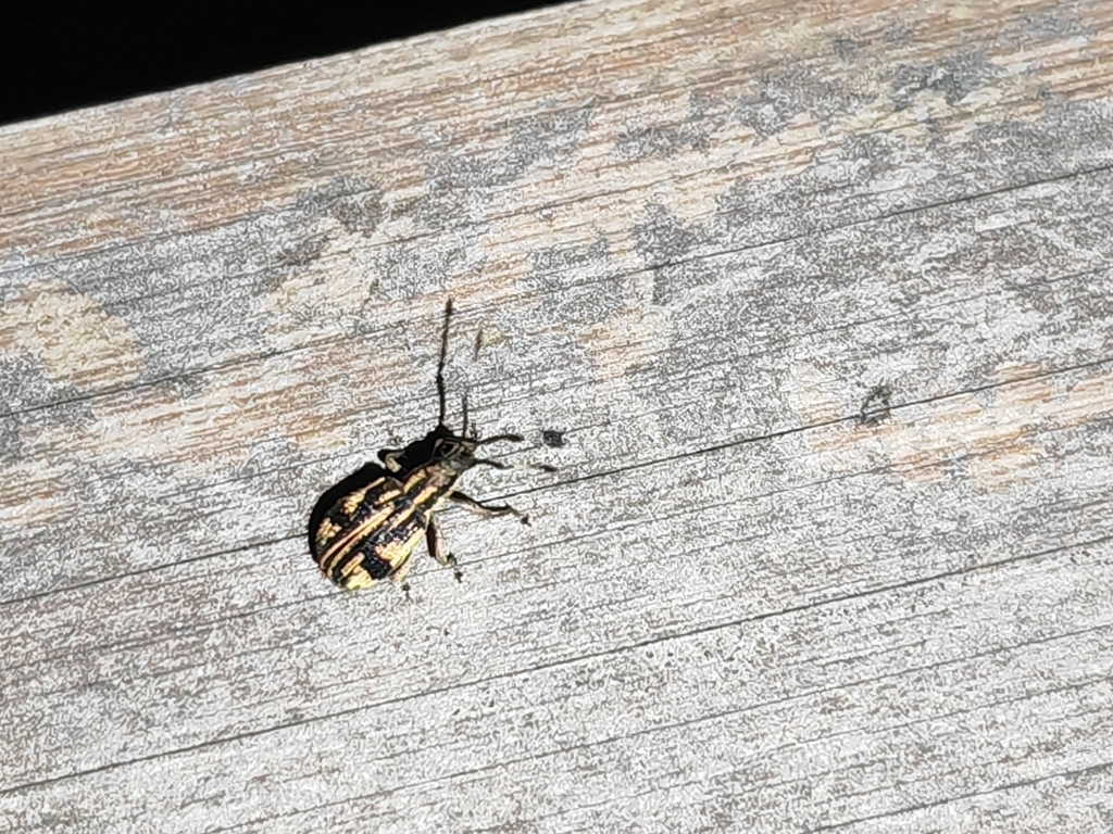 Phytoscaphus from 江西省吉安市井冈山市井冈山自然保护区井冈山欢乐农庄 on June 2, 2023 at 08:35 PM ...