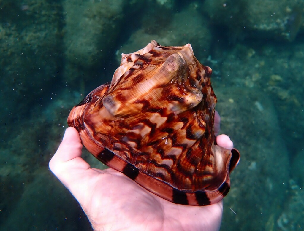 King Helmet Snail from Saint Kitts, St Kitts & Nevis on May 24, 2023 at ...