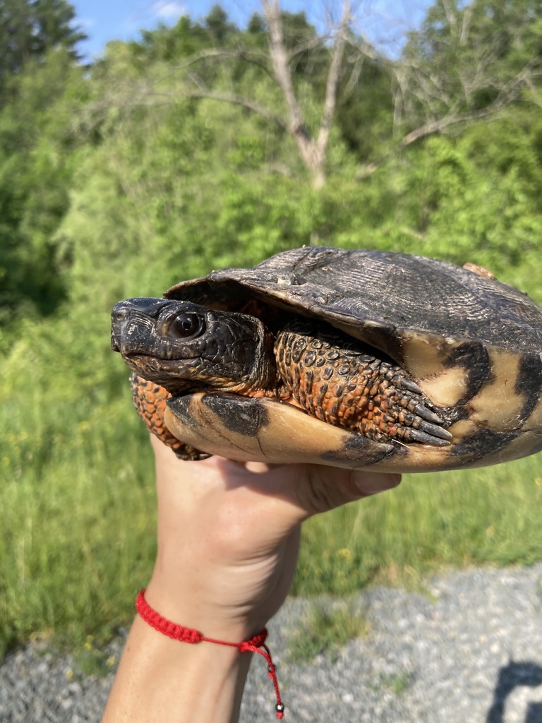 Wood Turtle in June 2023 by Oliver Patrick · iNaturalist