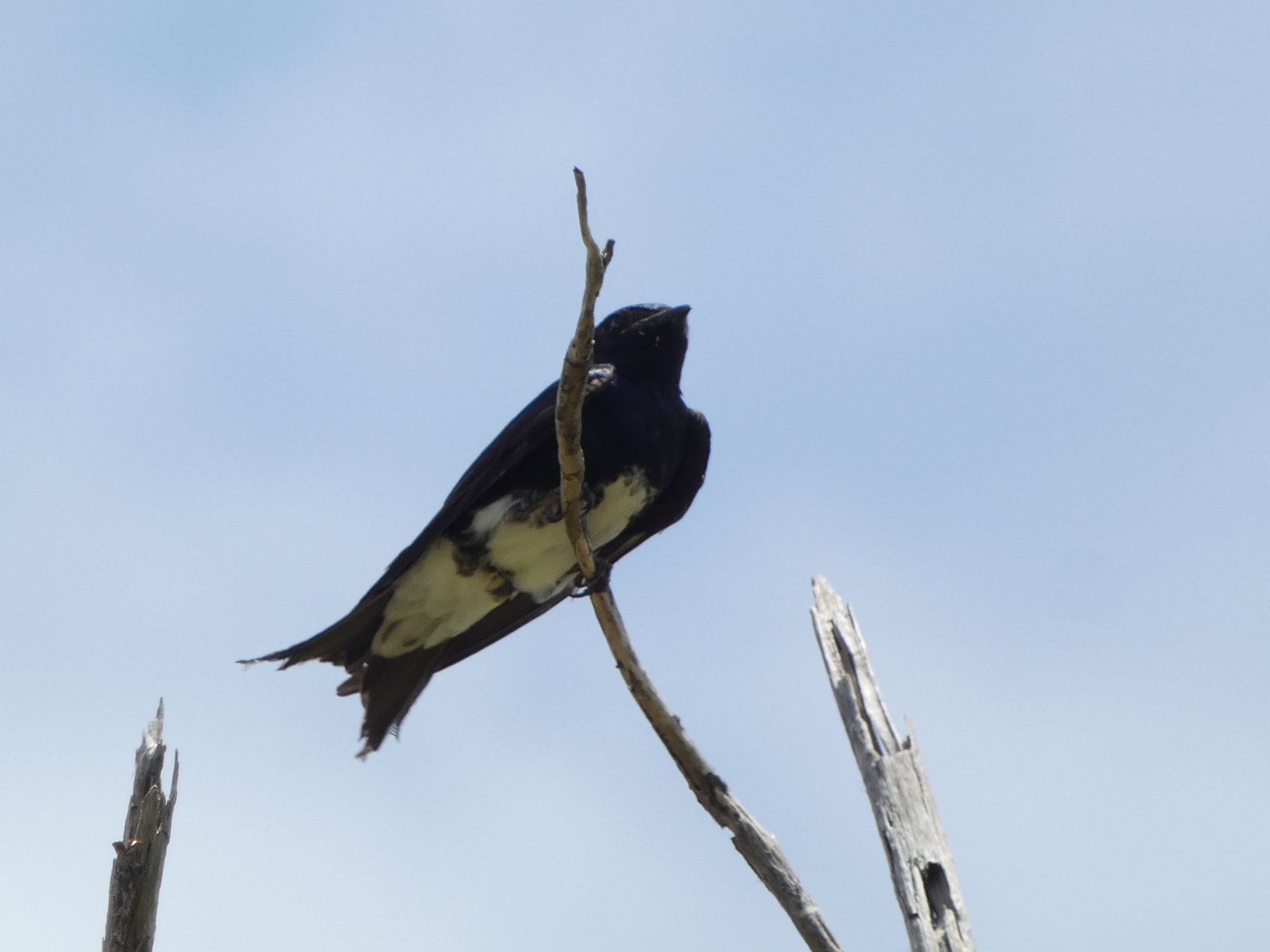 Progne dominicensis (Gmelin, 1789)