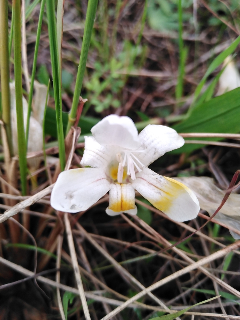Fragrant Kammetjie in June 2023 by Kobus Visser · iNaturalist