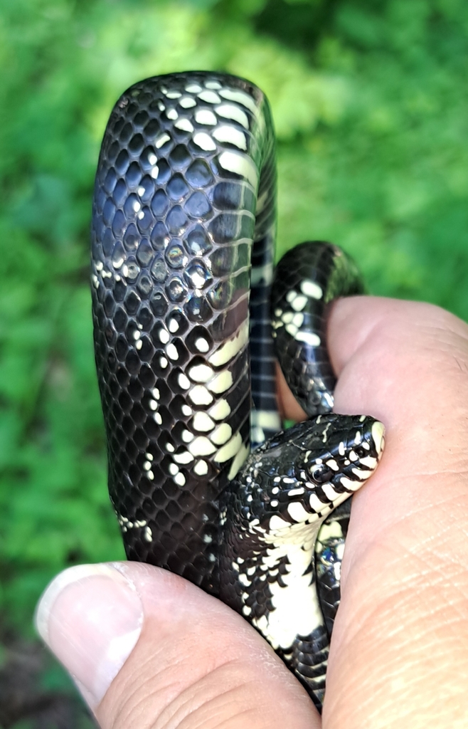 Eastern Kingsnake from Talking Rock, GA 30175, USA on June 2, 2023 at ...