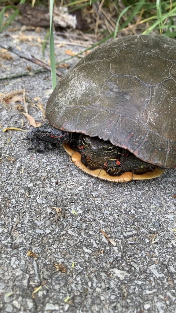 Midland Painted Turtle from Rye Beach, Huron, OH, US on June 1, 2023 at ...