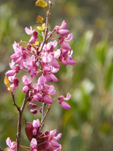 Western Redbud (LA Urban Forest Program) · iNaturalist