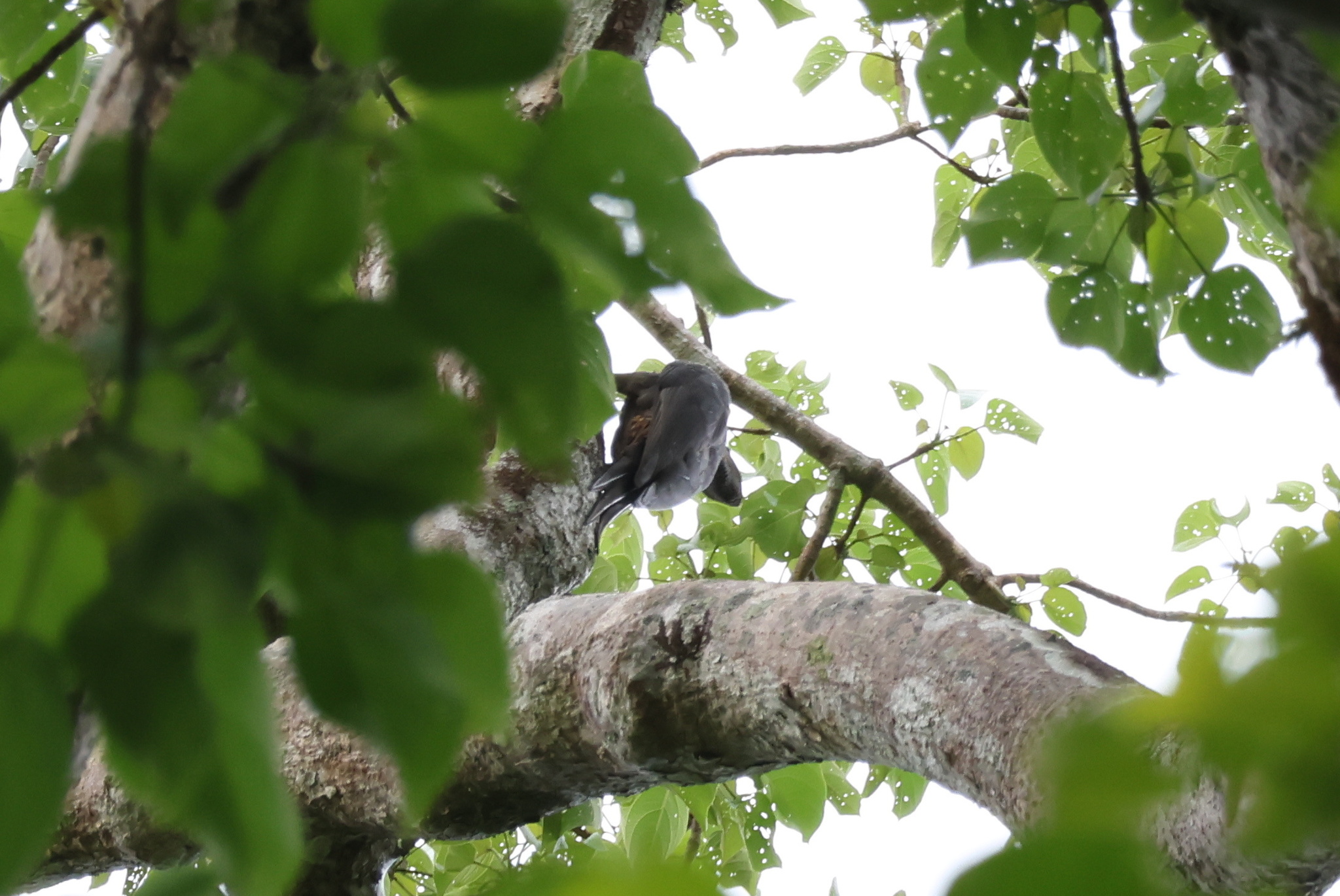 Mulleripicus pulverulentus (Temminck, 1826)