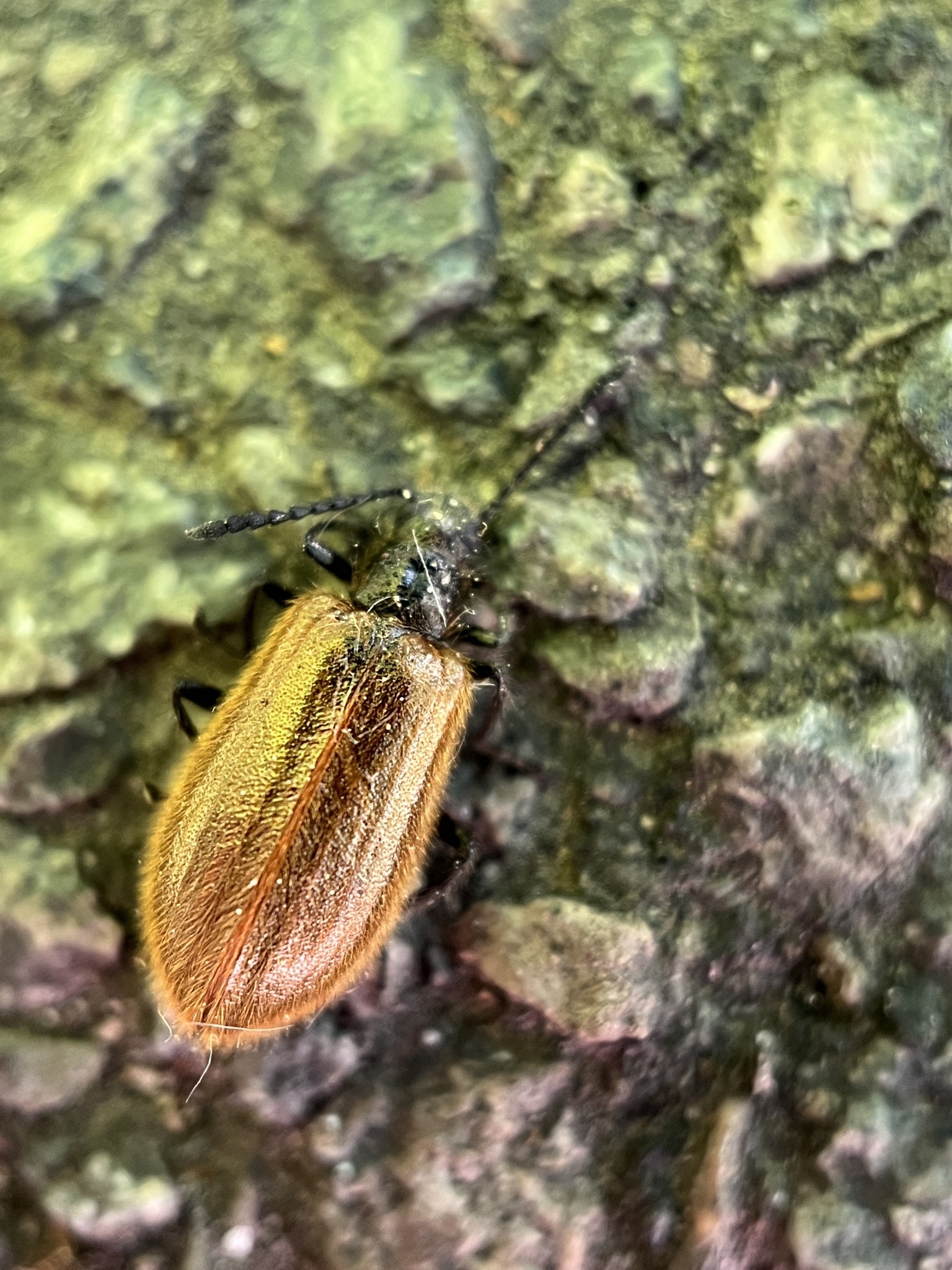 Lagria hirta (Linnaeus, 1758)