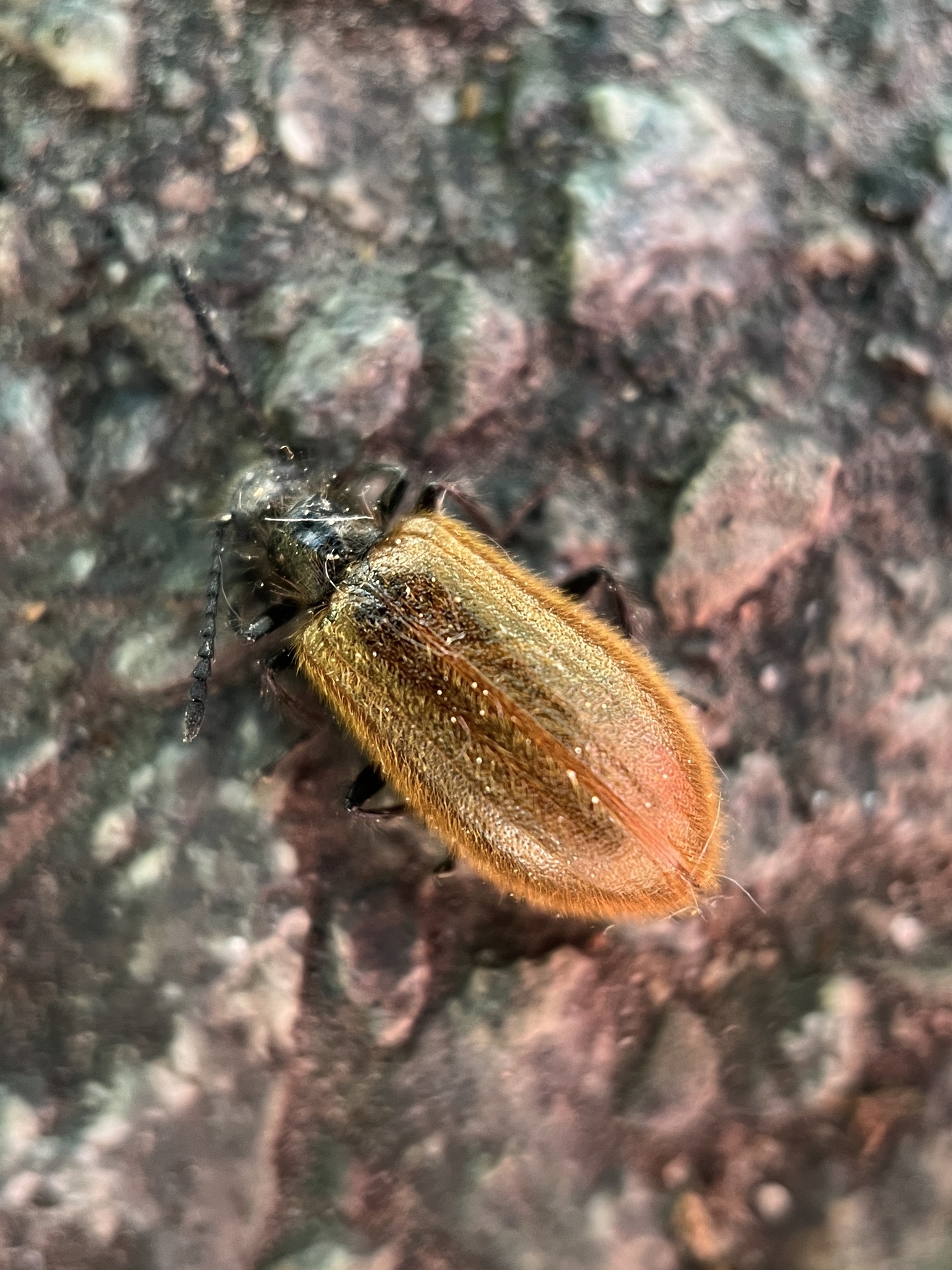 Lagria hirta (Linnaeus, 1758)