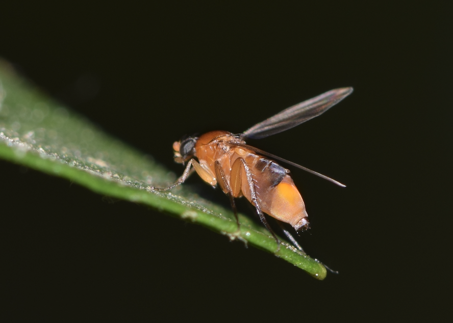 Humpbacked Flies from Nancy, France on June 2, 2023 at 05:45 PM by ...