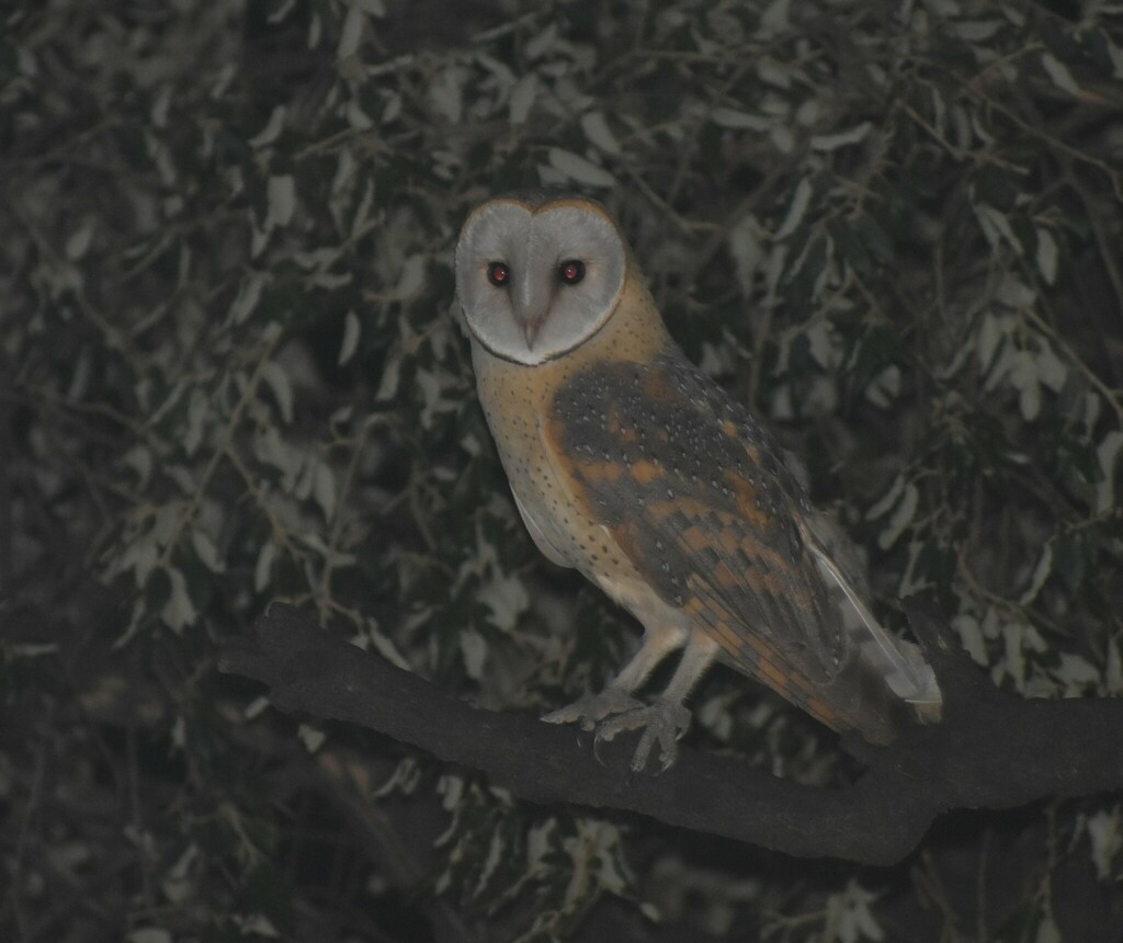 African Barn Owl from Central Karoo District Municipality, South Africa ...