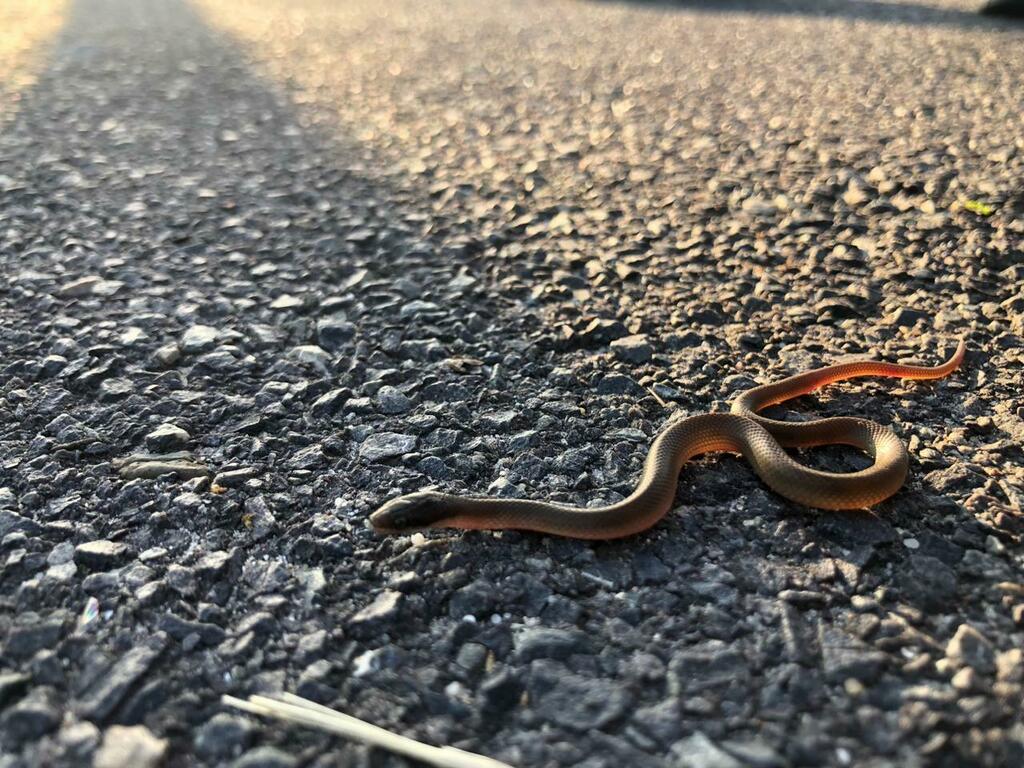 Common Brown Water Snake from Flamingo Vlei, Cape Town, South Africa on ...