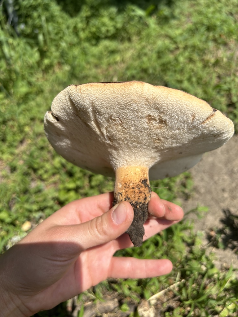 Rooting Polypore from Denbigh Dr, Iowa City, IA, US on June 2, 2023 at ...