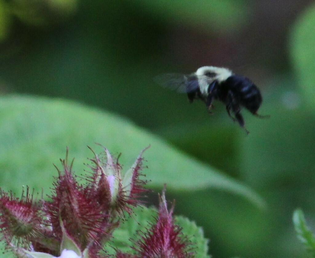 Common Eastern Bumble Bee from Baltimore County, MD, USA on June 2 ...