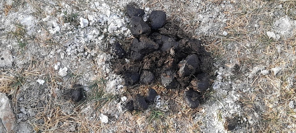 Kiang from Leh (Ladakh), Jammu and Kashmir, India on May 25, 2023 at 06 ...