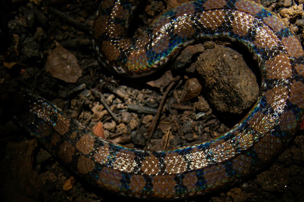 Ceylonese Cylinder Snake from Bamunawela, Kurunegala, Sri Lanka on June ...