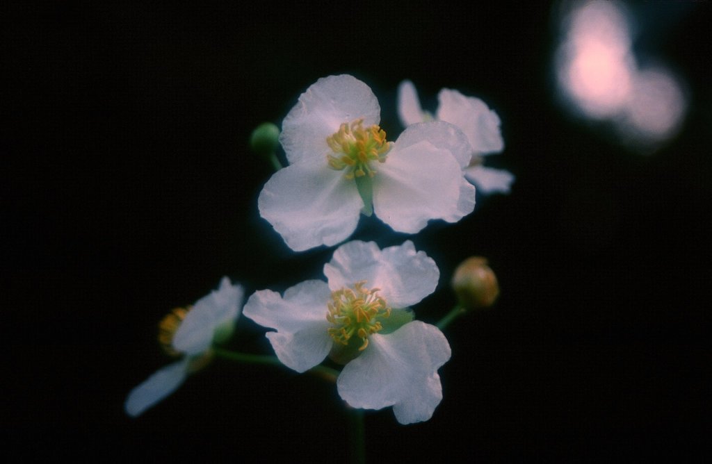 lirio (Flora and Fauna of North Carolina) · iNaturalist