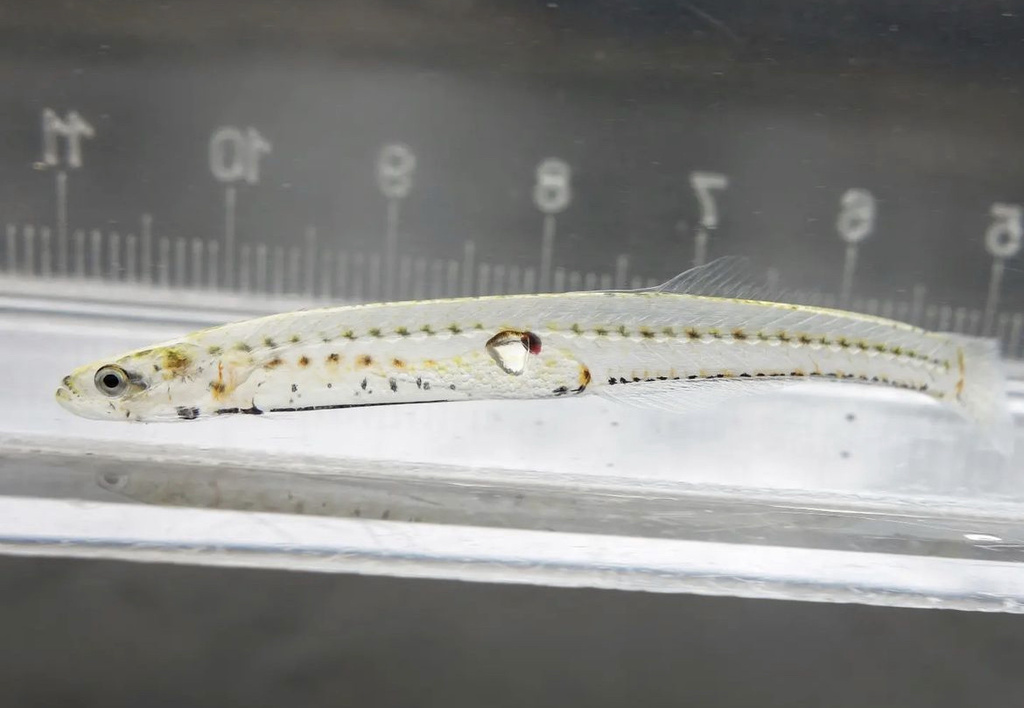 Ice Goby (Leucopsarion petersii) - Marine Life Identification