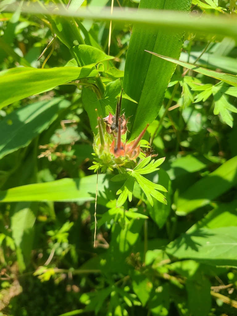 Carolina crane's-bill from Haw River on June 2, 2023 at 01:17 PM by ...