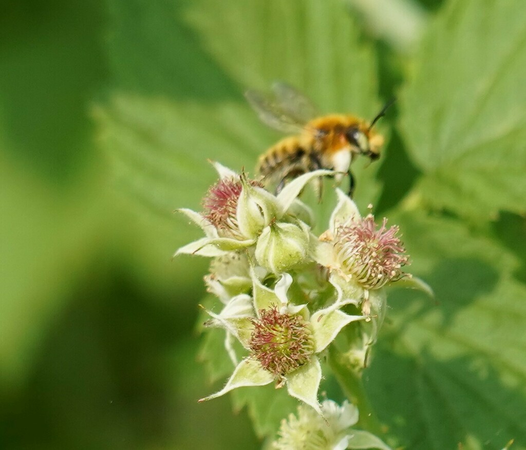 broad-handed leafcutter bee from Menomonie, WI 54751, USA on June 1 ...