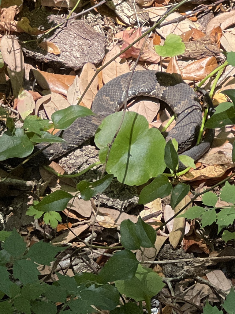 Northern Cottonmouth from Dauphin Island, Dauphin Island, AL, US on ...