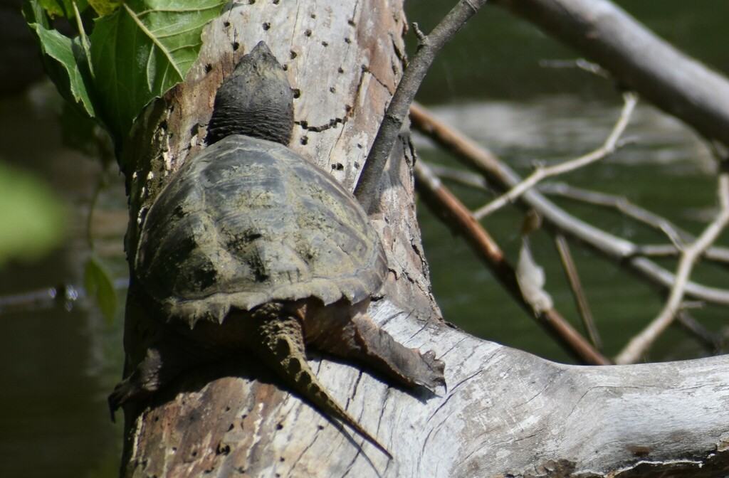 Common Snapping Turtle from Farmville, VA 23901, USA on May 26, 2023 at ...