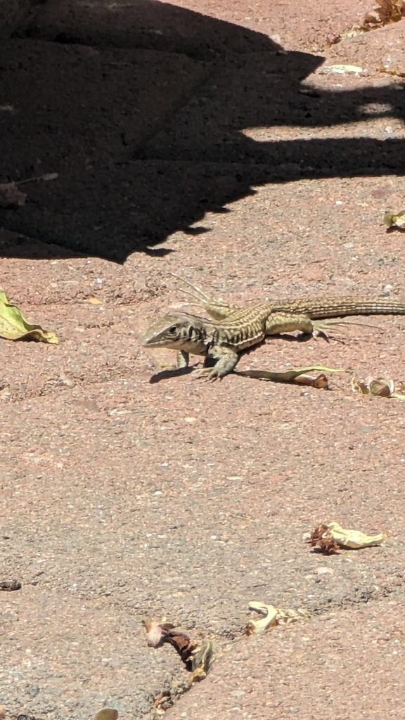 Marbled Whiptail in June 2023 by Dan Martin (Malum Scientificus ...