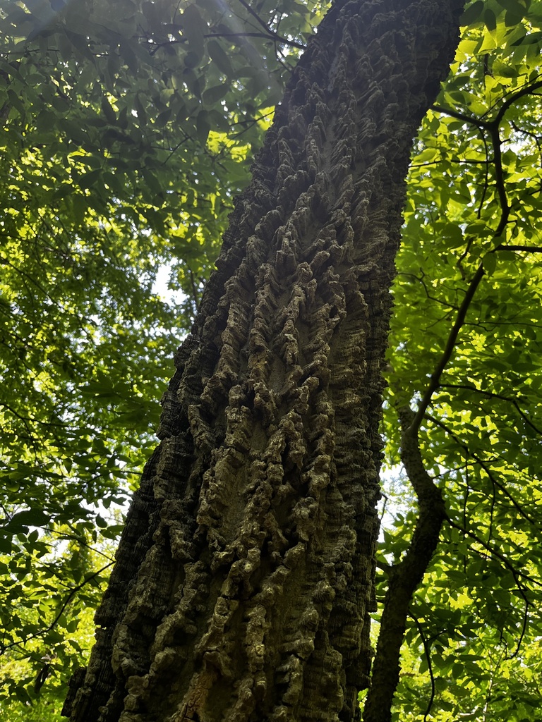common hackberry from Beverley Mill Dr, Broad Run, VA, US on June 2 ...