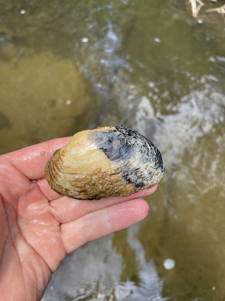 Creeper from Sideroad 17, Erin, ON, CA on June 2, 2023 at 01:00 PM by ...