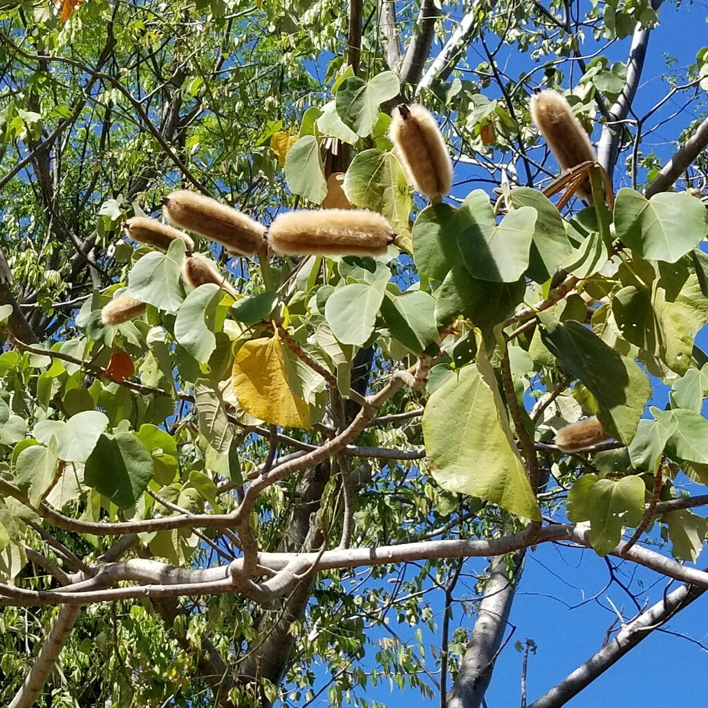 Balsa Tree from Corozalito, Provincia de Guanacaste, Costa Rica on ...