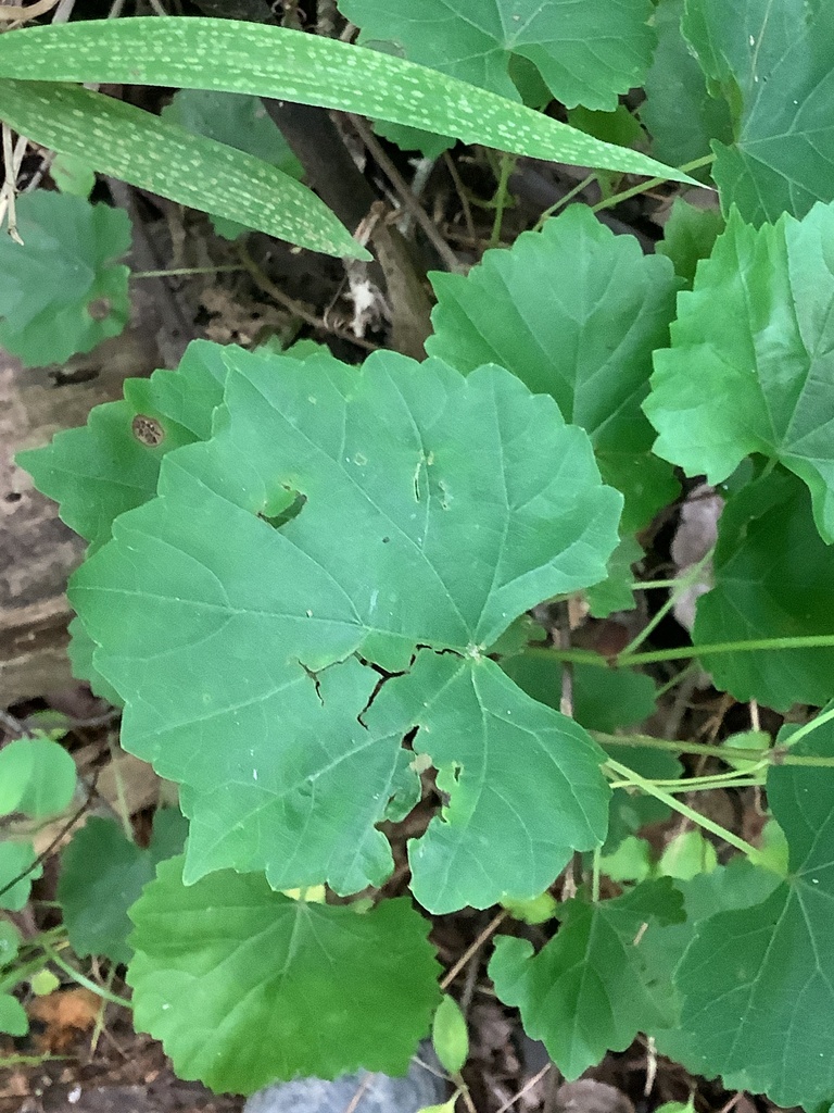 muscadine in June 2023 by vwmp1 · iNaturalist