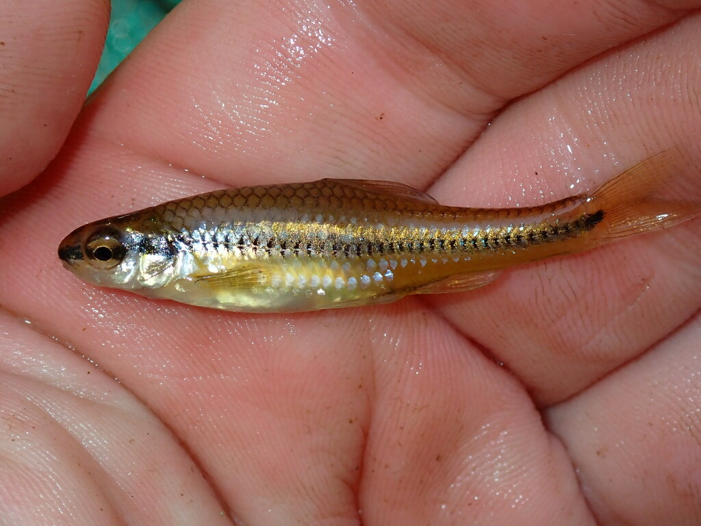 Bridle Shiner in June 2023 by AVNJ · iNaturalist