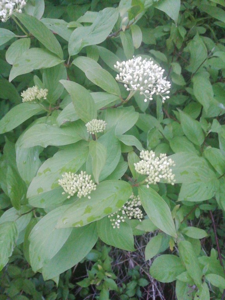 dogwoods from Luite, Tallinn, Eesti on June 2, 2023 at 10:02 PM by ...