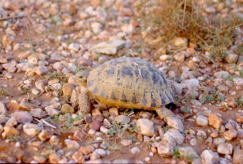 Souss Valley Tortoise (Subspecies Testudo graeca graeca) · iNaturalist