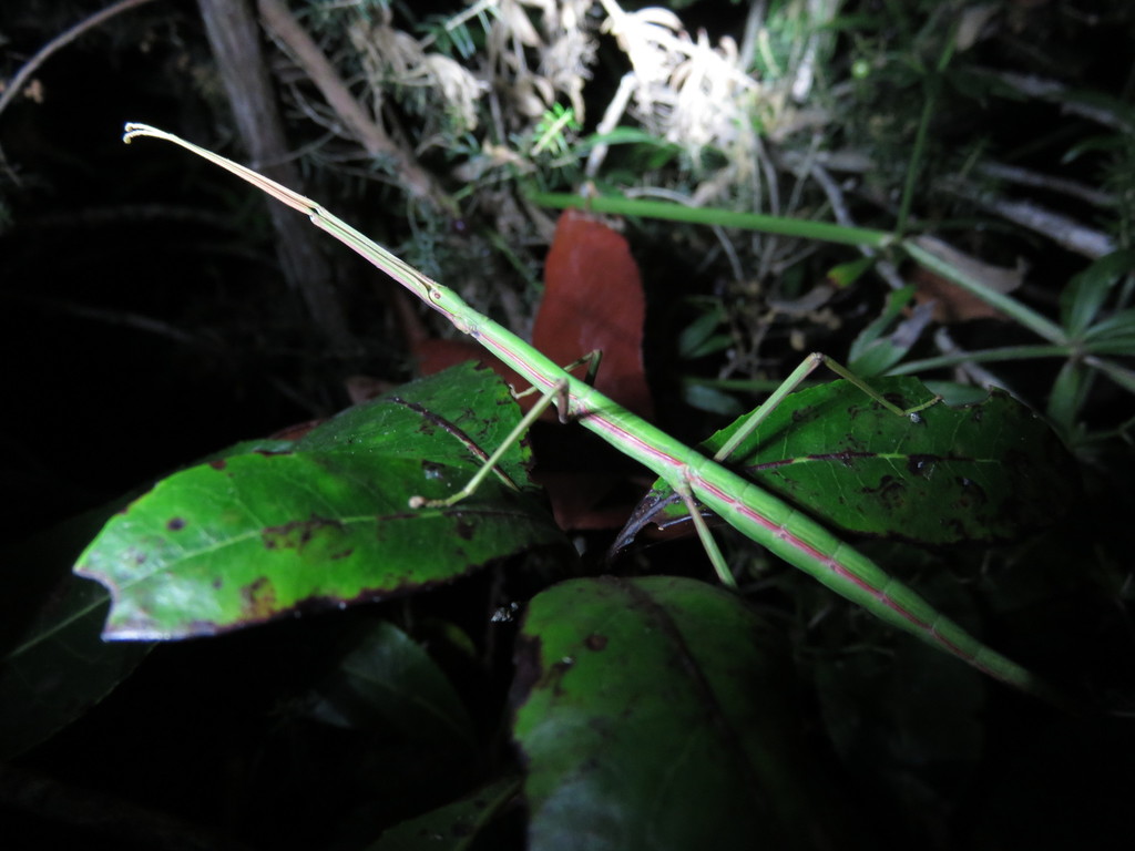 Mediterranean stick insect from Grosseto-Prugna, France on October 27 ...