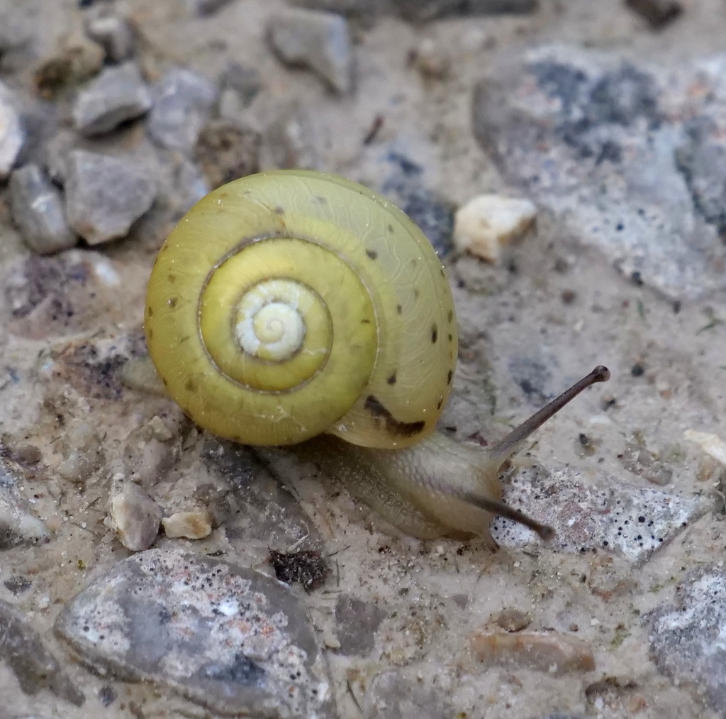 Bush snail from 87541 Bad Hindelang, Deutschland on June 2, 2023 at 07: ...