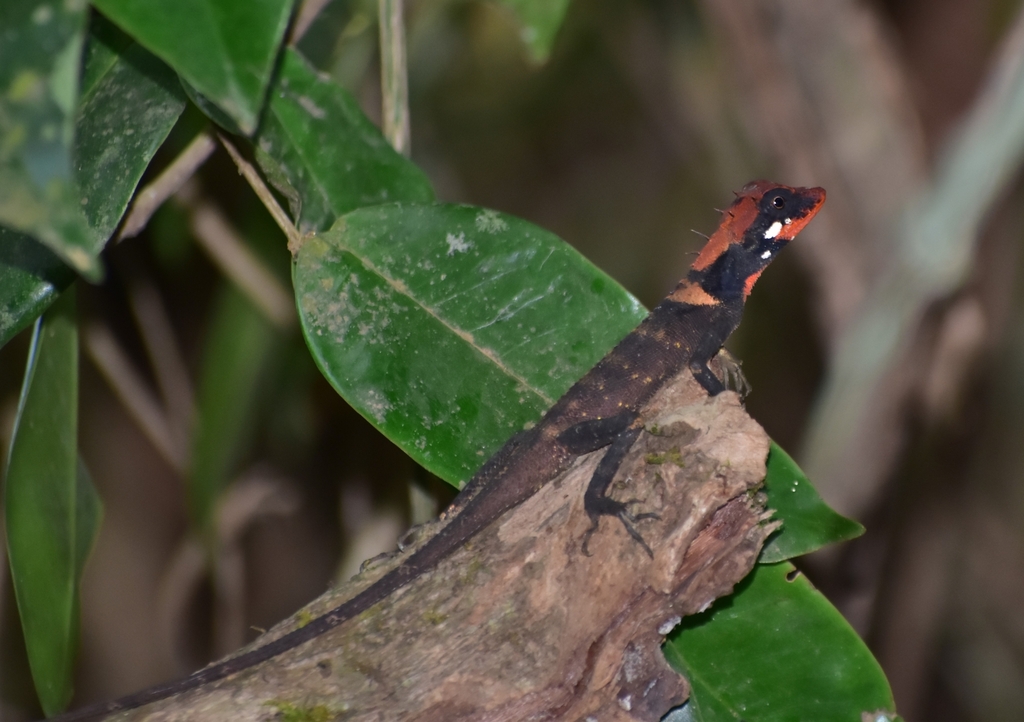 Elliot's Forest Lizard from C987+FJH, Ranipuram, Kerala 671532, India ...