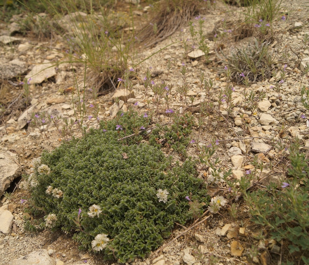 Paronychia cephalotes from Узун-Сырт, склон г.Коклюк on June 2, 2023 at ...