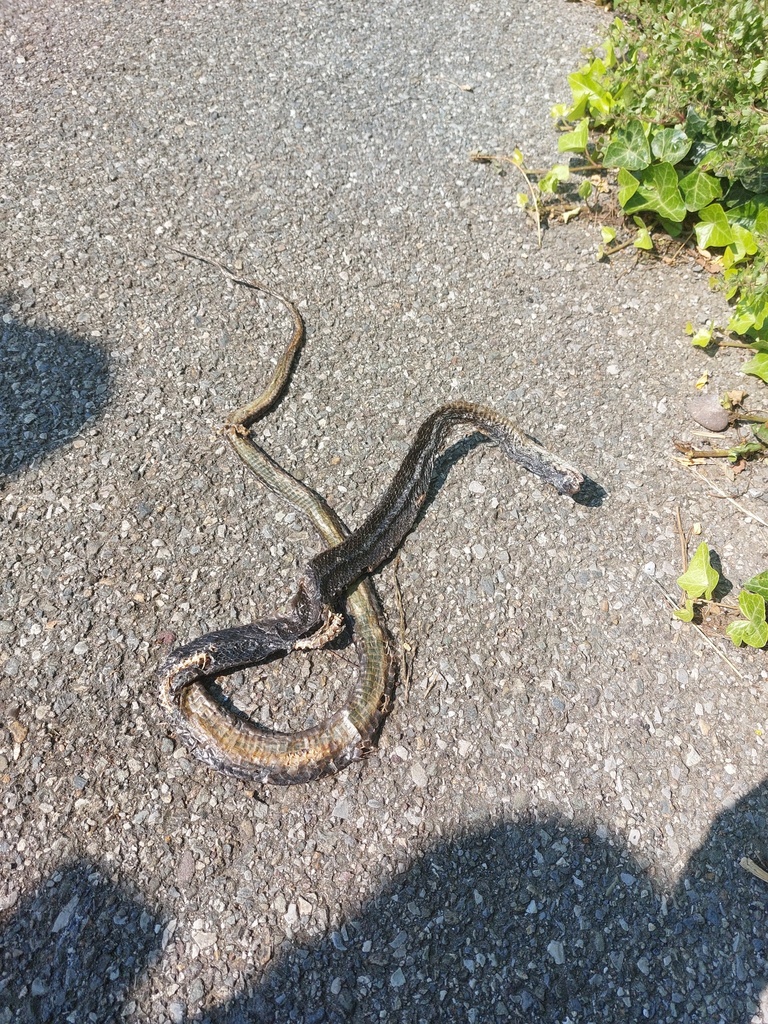 Green Whip Snake from Provincia di Bergamo, Italia on June 2, 2023 at ...