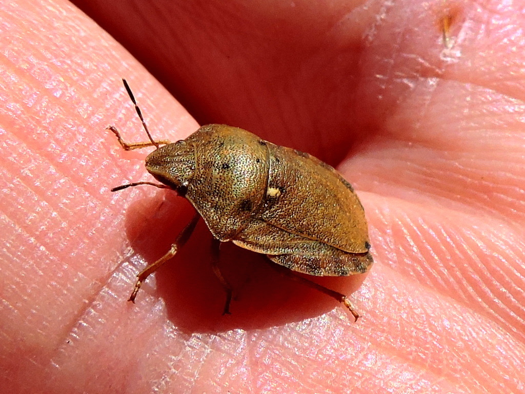 European Tortoise Bug from Bath, UK on 02 June, 2023 at 02:57 PM by ...