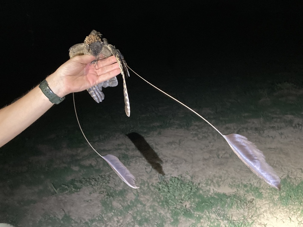 Standard-winged Nightjar from Salamat, TD on June 2, 2023 at 07:35 PM ...