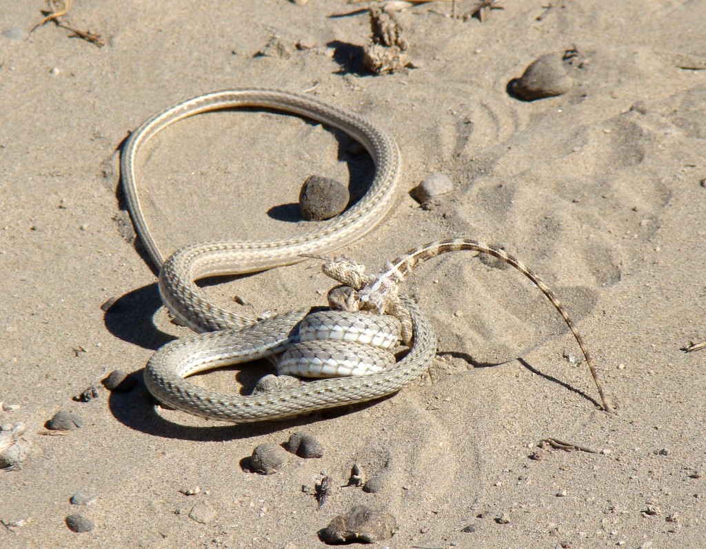 Steppe Ribbon Racer from Кармакшинский район, Казахстан on September 12 ...