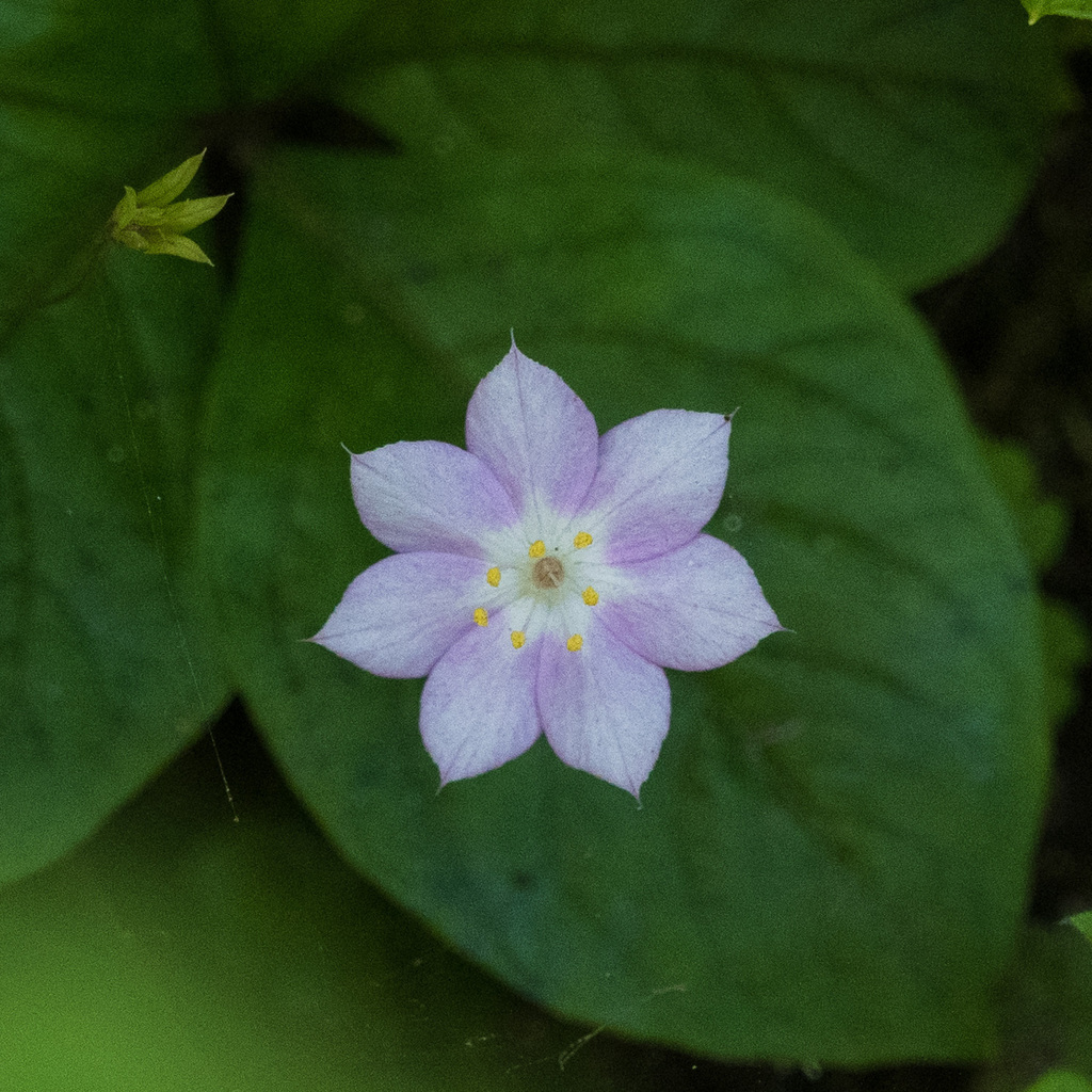 Western Starflower from Portola Valley, CA, USA on June 2, 2023 at 10: ...