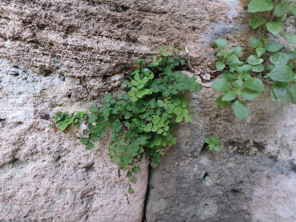black maidenhair fern from Girne, Northern Cyprus on November 26, 2018 ...
