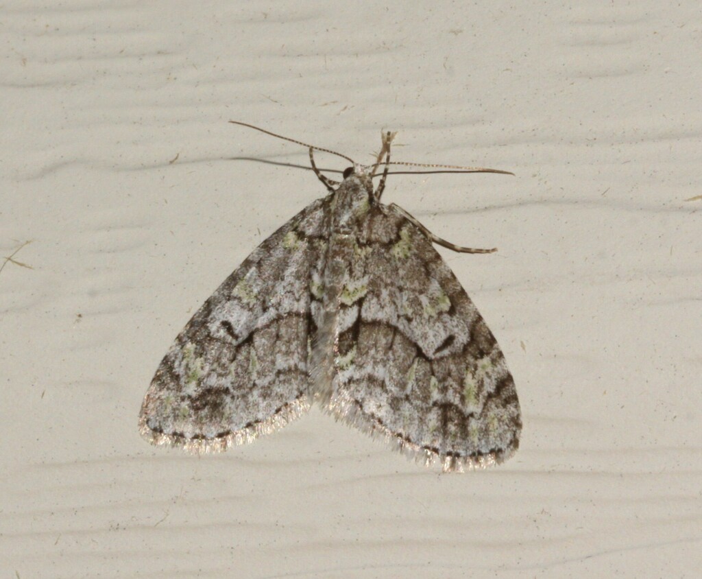 Mottled Gray Carpet from Mont-Joli, QC, Canada, 1101 rue Lussier on ...