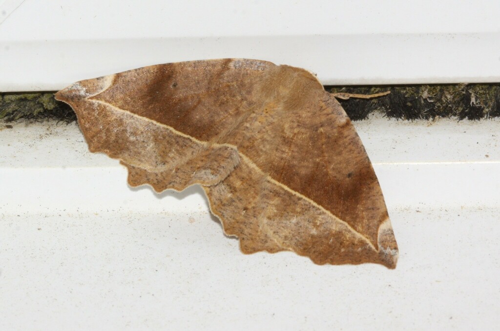 Curved-toothed Geometer Moth from Mont-Joli, QC, Canada, 1101 rue ...