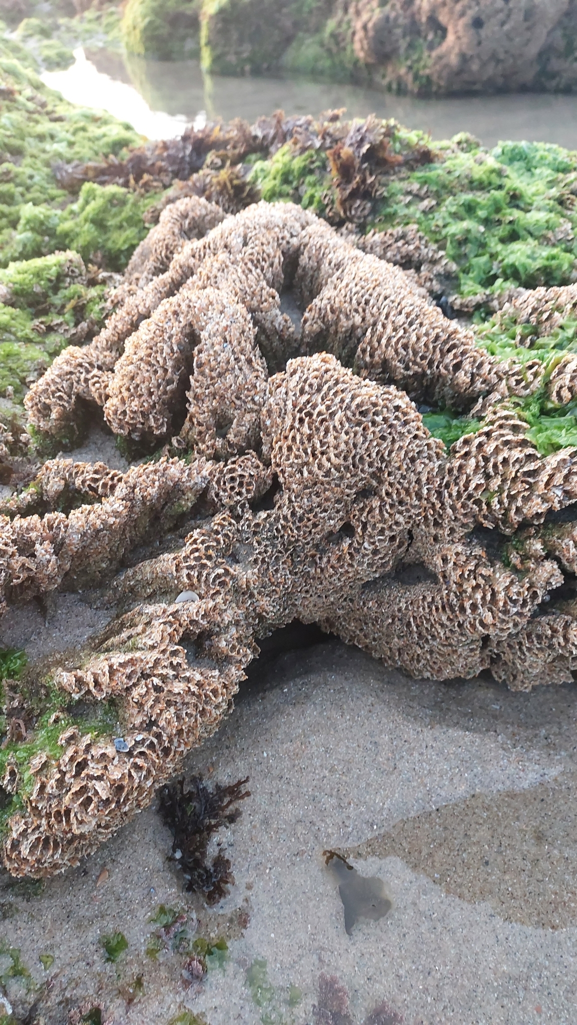 Sabellaria alveolata (Linnaeus, 1767)