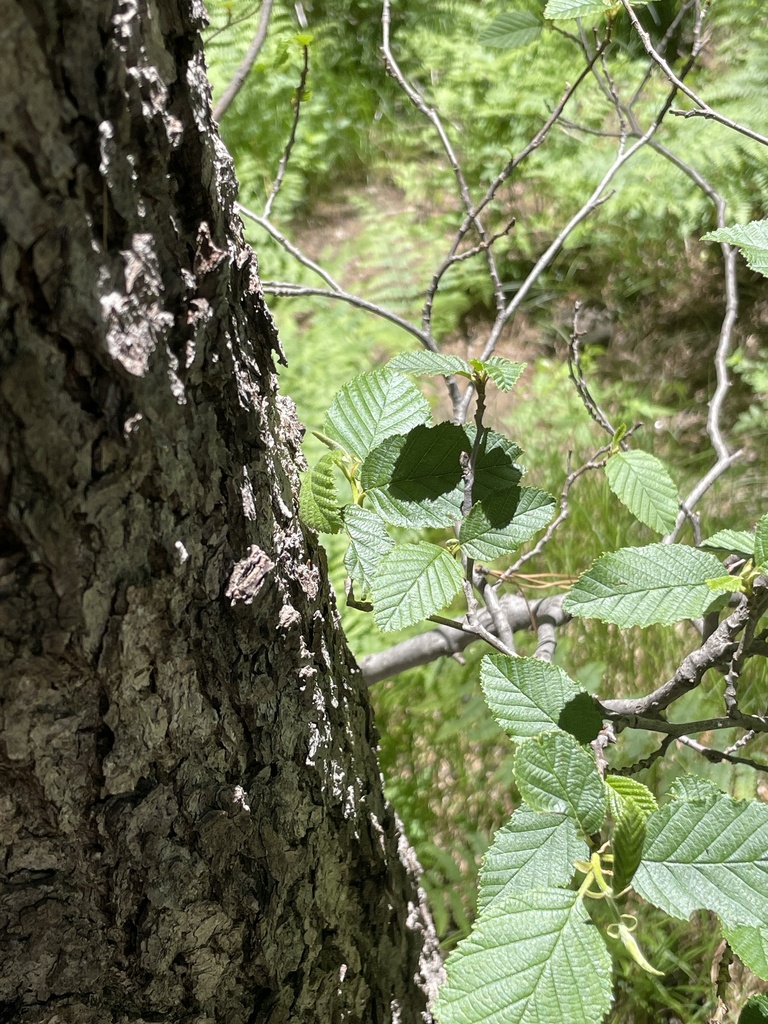 Arizona alder from Pima County, AZ, USA on June 2, 2023 at 10:31 AM by ...
