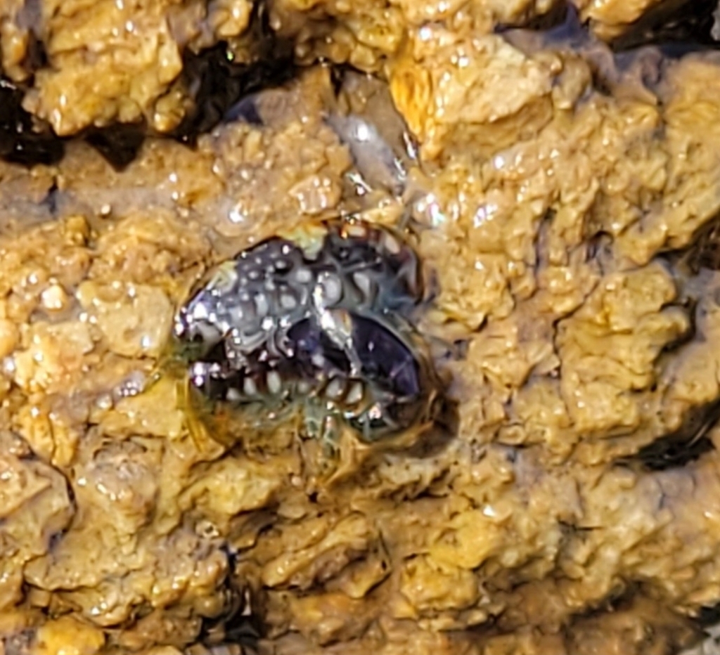 Hyalidae from Santa Barbara County, CA, USA on June 1, 2023 at 02:58 PM ...