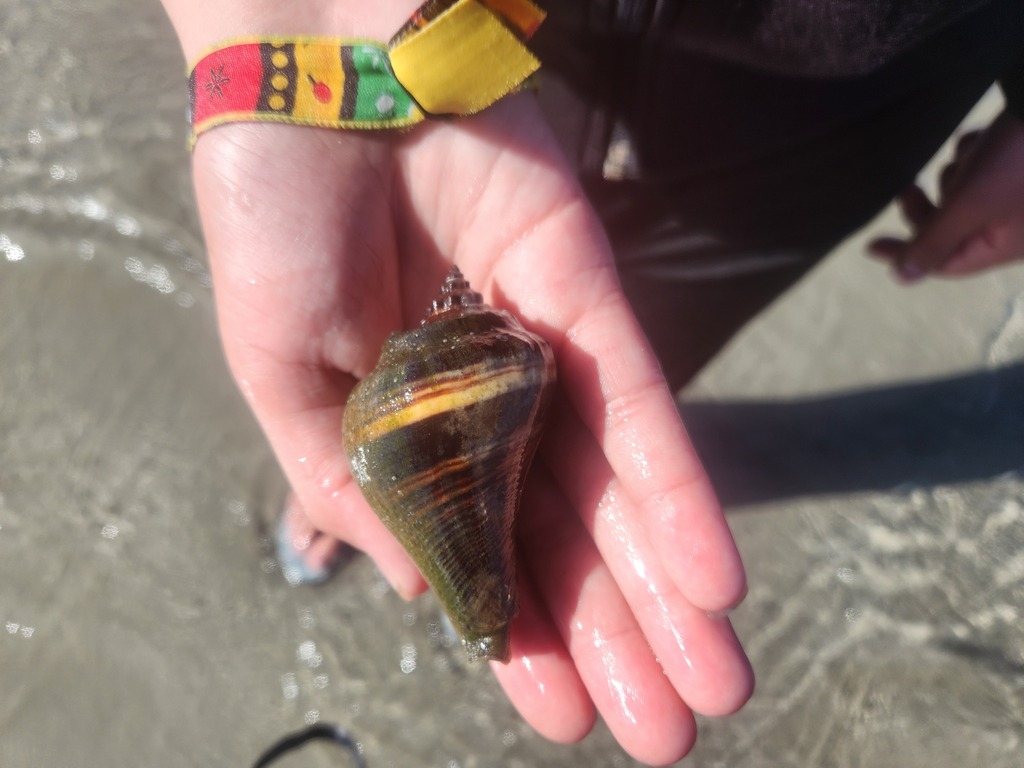 Pacific Crown Conch from Puerto Peñasco, Sonora, Mexico on May 30, 2023 ...
